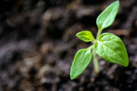 Hydroponic Wholesale and Distribution | Easy Grow Ltd